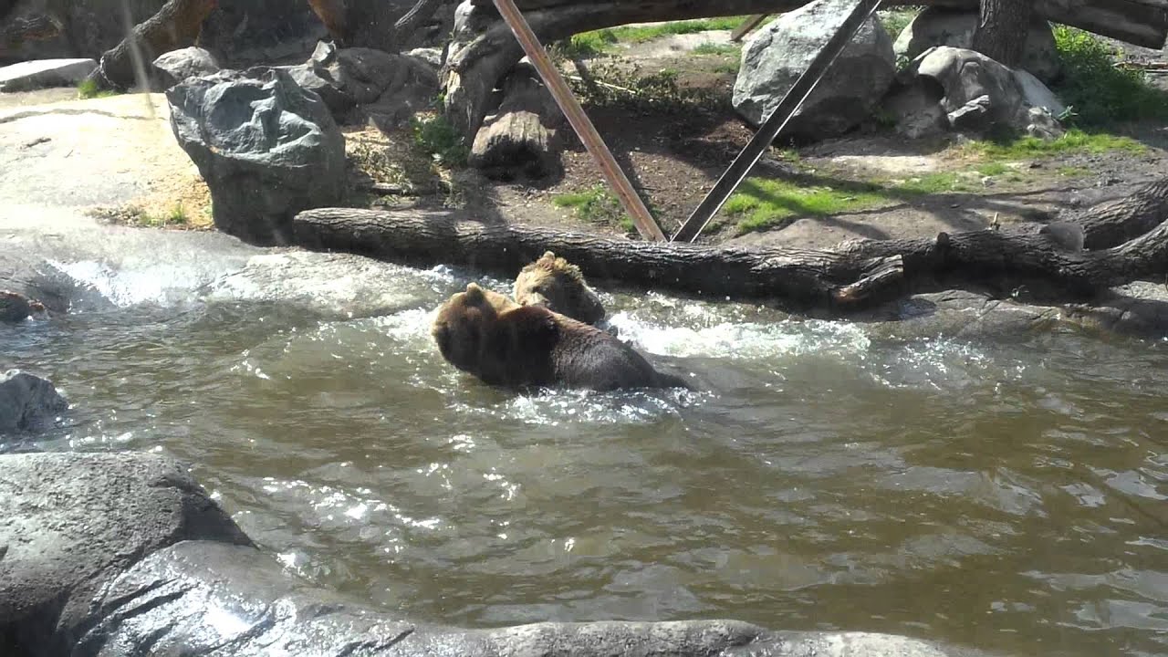 2 Baby Bears Playing in Water Pool at Skansen Park Stockholm - YouTube
