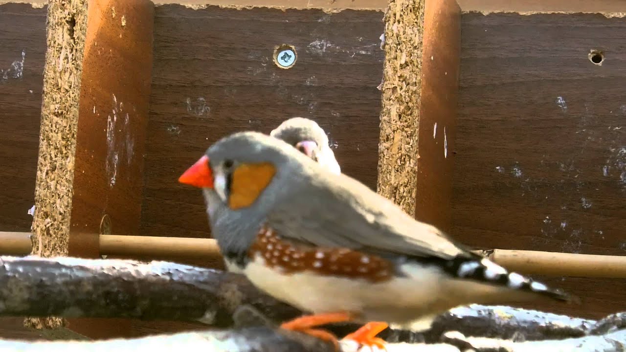 Zebra Finch Fledgling - YouTube