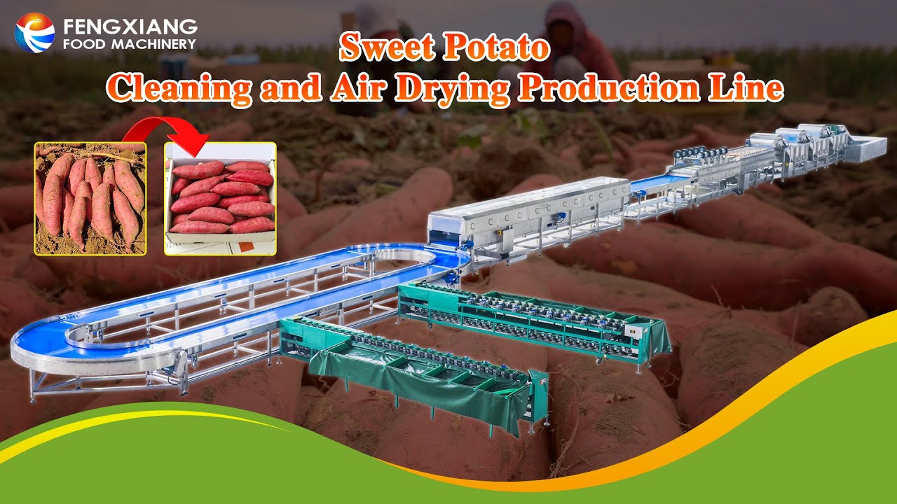 Sweet Potato Washing Cleaning Drying Processing Line - YouTube