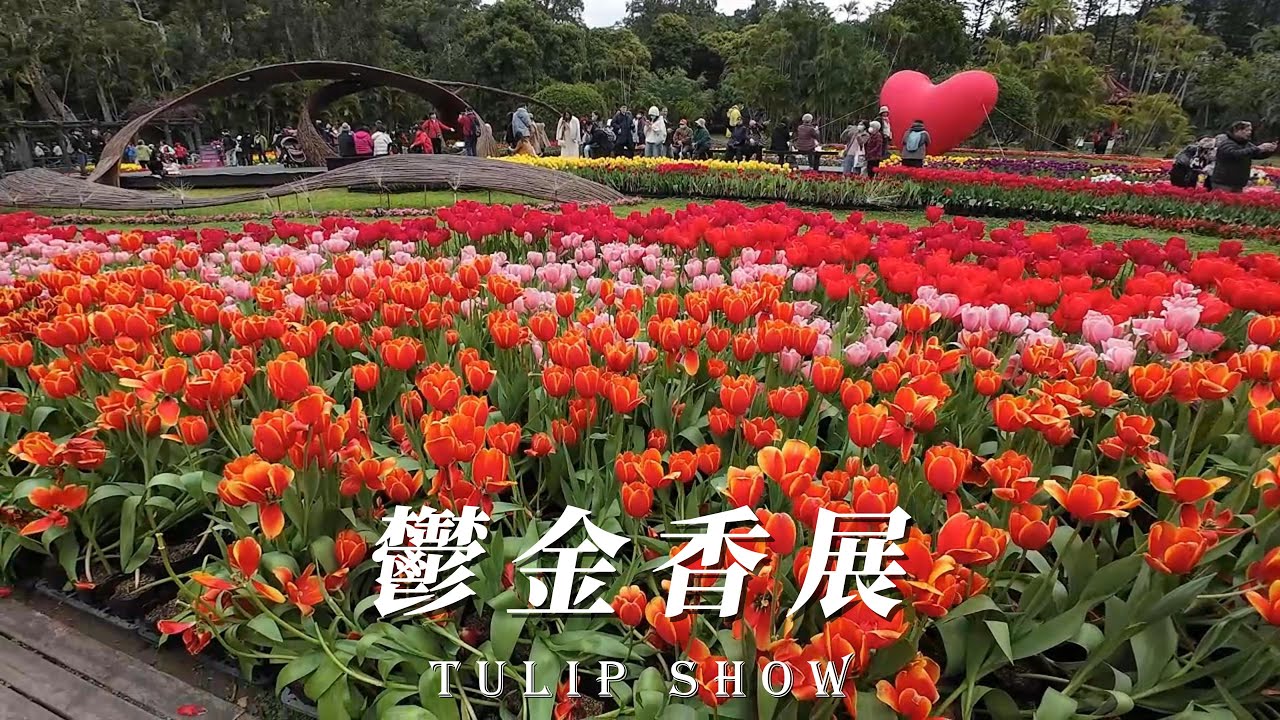 Taiwan / 台北 鬱金香展 散步 / walk in tulip show 2025 Taipei - YouTube