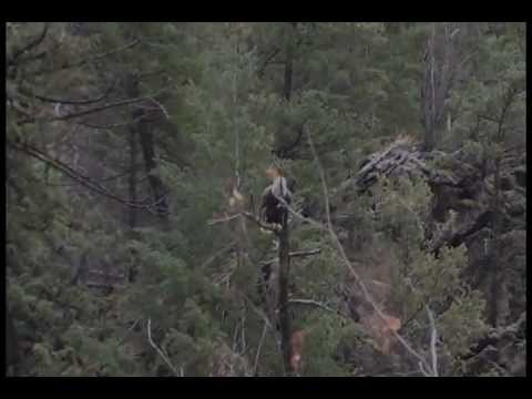 AMERICAN EAGLE POOPING - YouTube