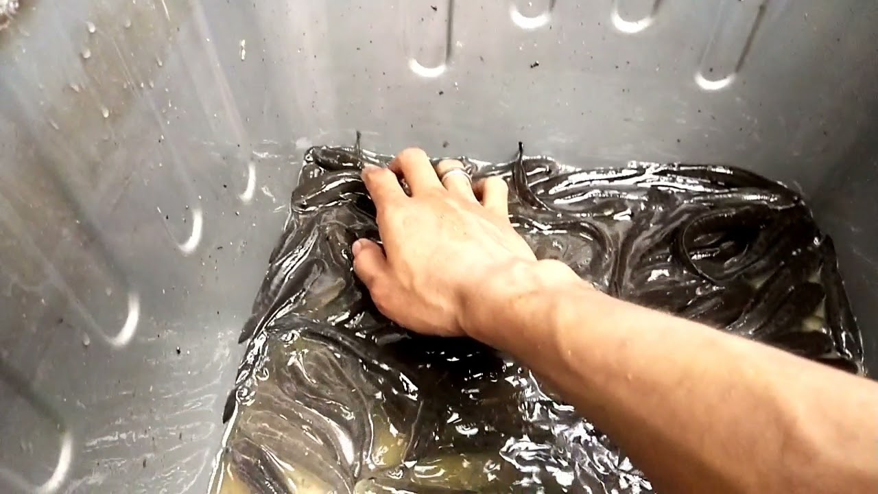 Review budidaya ikan gabus dalam box container 90liter - YouTube