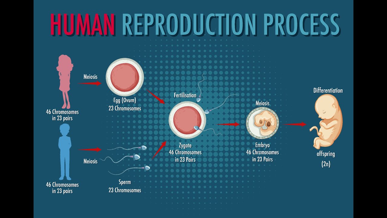 Human Reproduction Gametogenesis|| Important Questions | Human ...