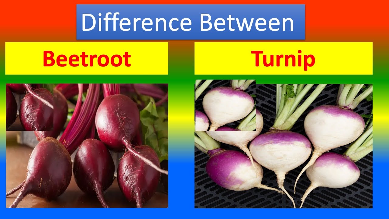 Differences Between Medical And Health Benefits Of Beetroot and Turnip ...