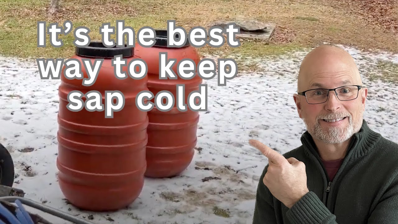 This Simple Trick Keeps Maple Sap Fresh For a WEEK - YouTube