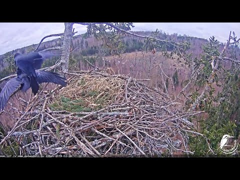 Jūras ērglis~Ravens mate in the Eagle nest~17:21 PM 2019/02/28 - YouTube