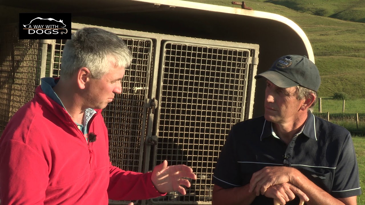 5. "For effective flanks, a dog doesn't need to be way out there ...