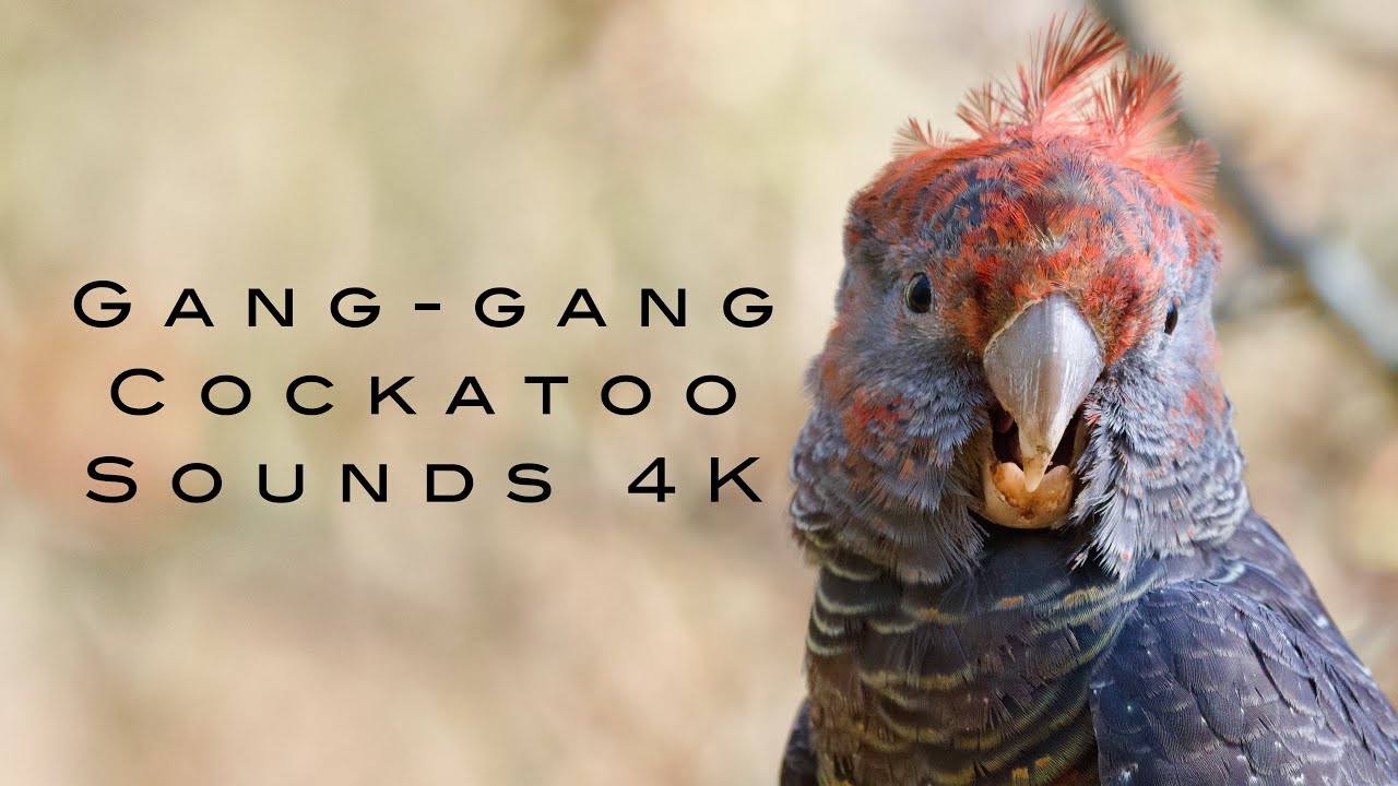 Gang-gang cockatoo sounds | Australian Bird Song and Nature Sounds ...