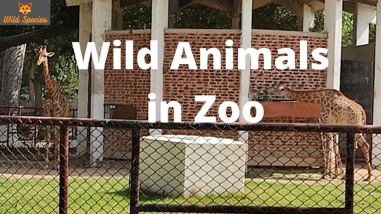 Wild Discovery Channel || net geo wild || Lahore Zoo visit || animals ...