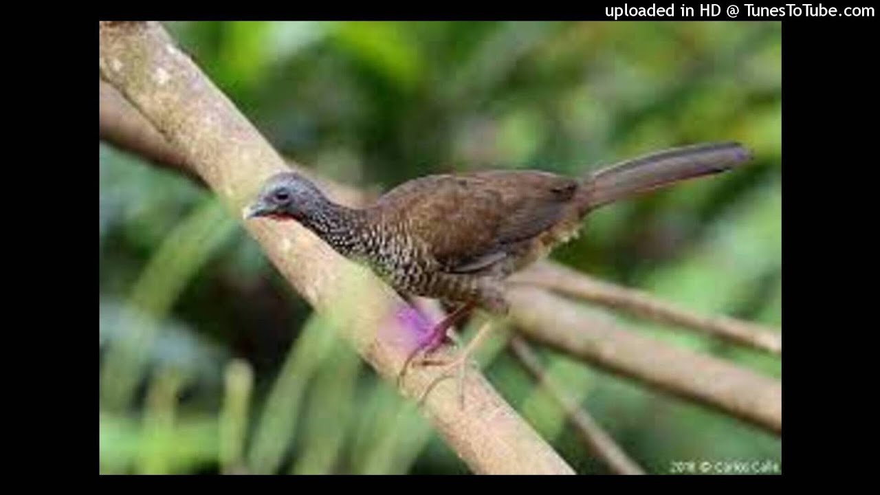 1. Chachalaca moteada - Ortalis guttata - YouTube