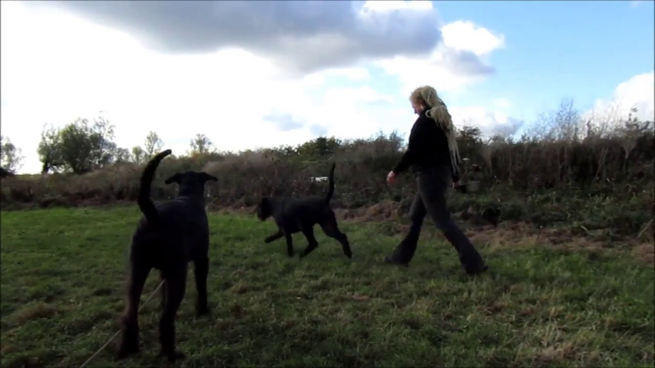 Obi shows how it is done reward placement away from handler and ...