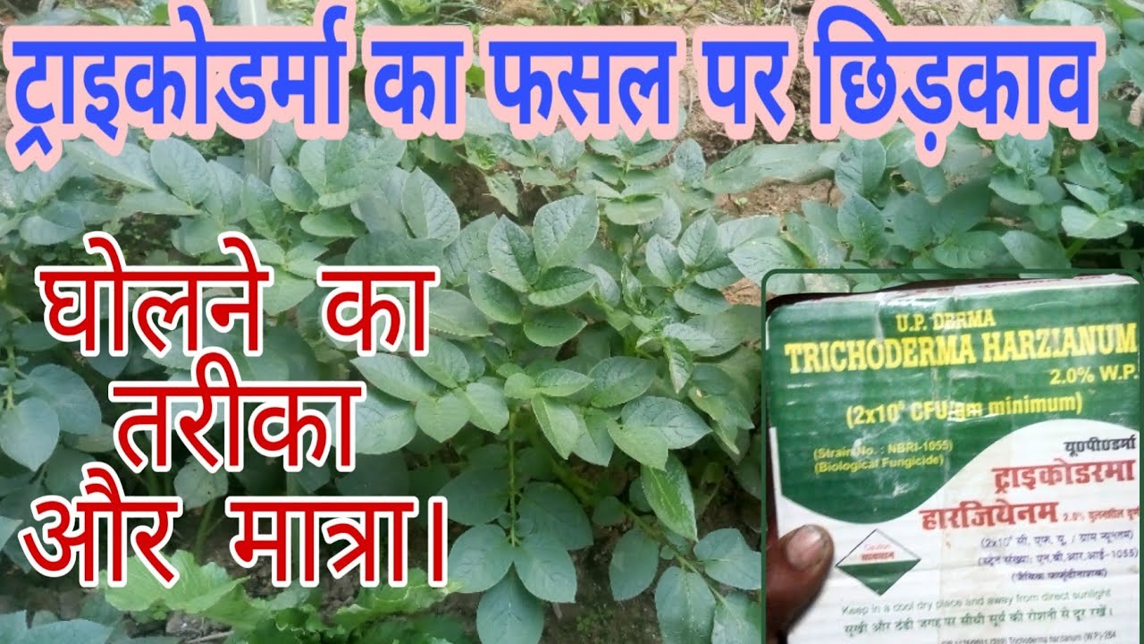How to Use Trichoderma by Making Slurry in Water? - YouTube