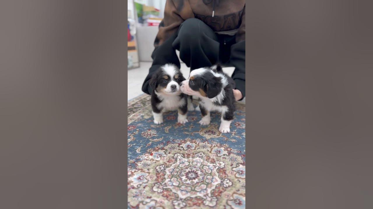 Tagnimal Queen (Bernedoodle) - YouTube