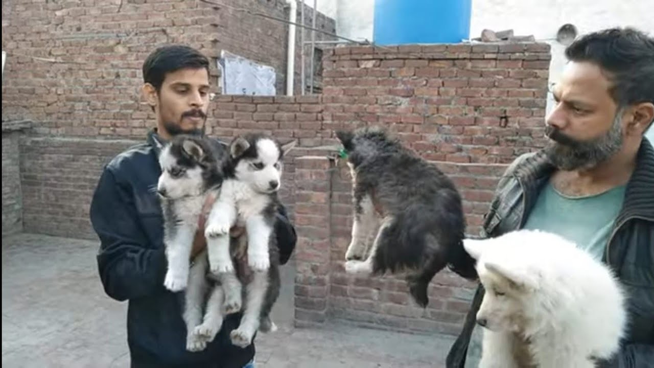 HUSKY MALE LOOKING FOR A NEW HOME II #Pakistan - YouTube