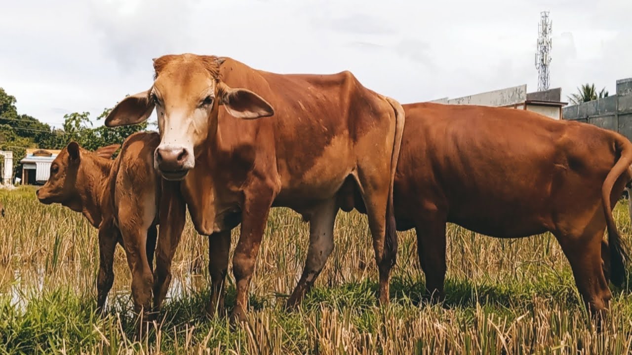 VIDEO GEMBALA SAPI LEMBU JINAK BERGEROMBOLAN CERIA DI SAWAH HIJAU ...