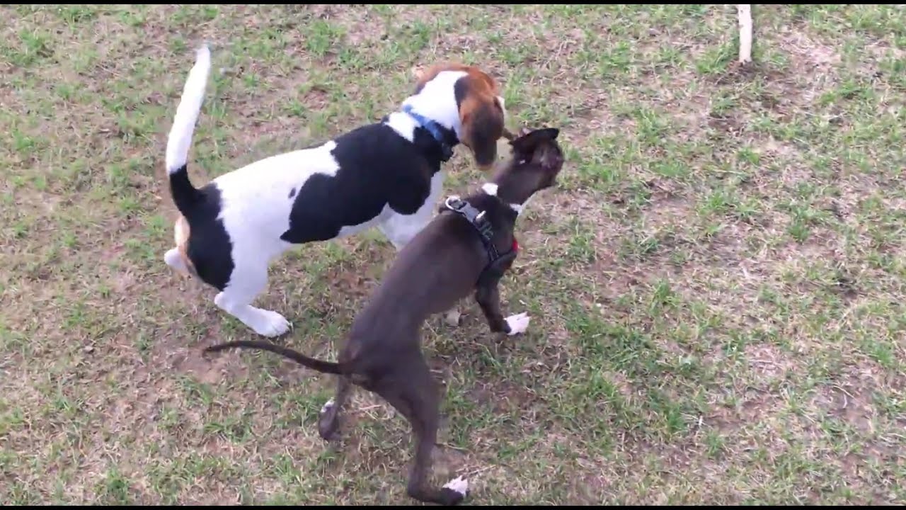 Italian Greyhound Running Circles Around a Beagle - YouTube