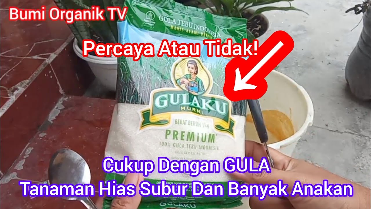 Manfaat Tersembunyi GULA PASIR Untuk Tanaman Hias - YouTube