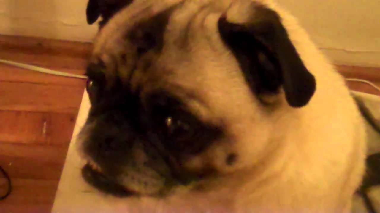 Julius the pug begs for burrito - YouTube
