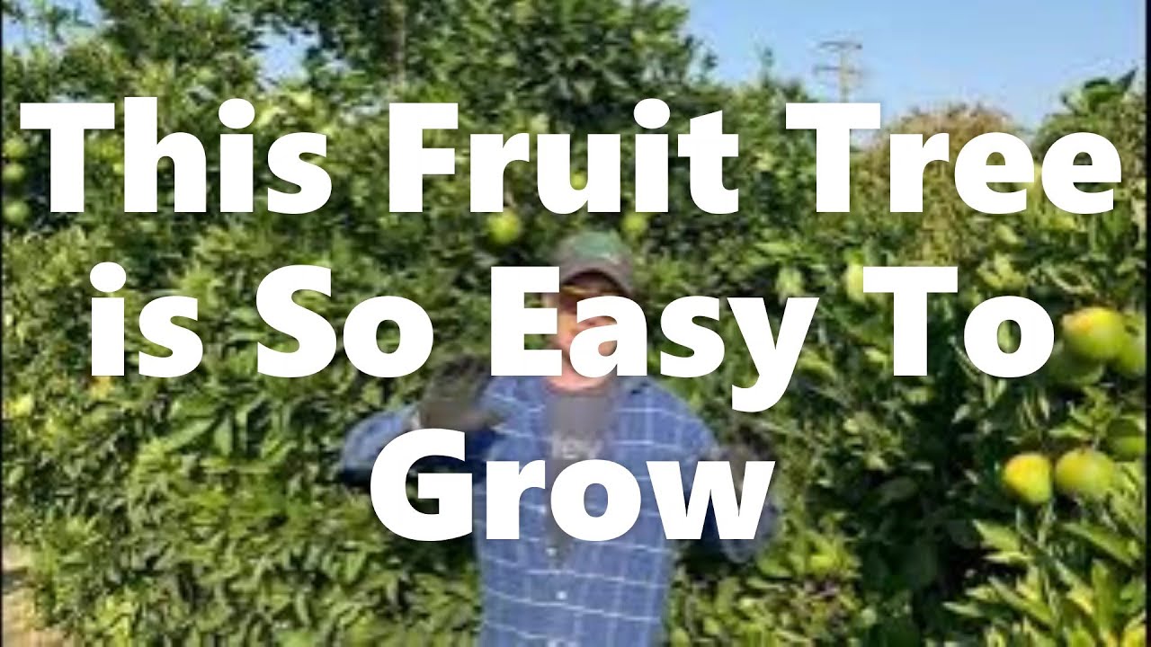 This Fruit Tree Is A Garden All-Star! - YouTube