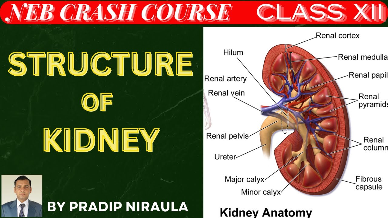STRUCTURE OF HUMAN KIDNEY (EXTERNAL & INTERNAL) I CLASS XII ZOOLOGY I ...