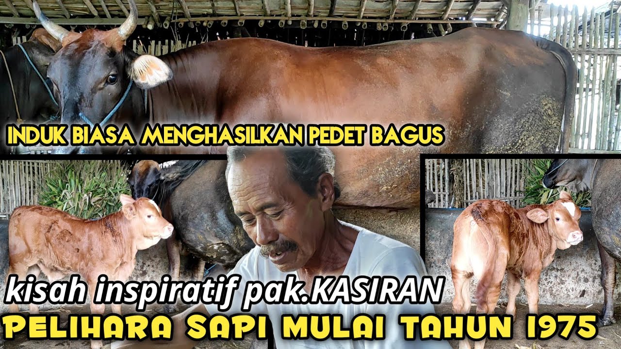 PELIHARA SAPI DARI TAHUN 1975 - YouTube