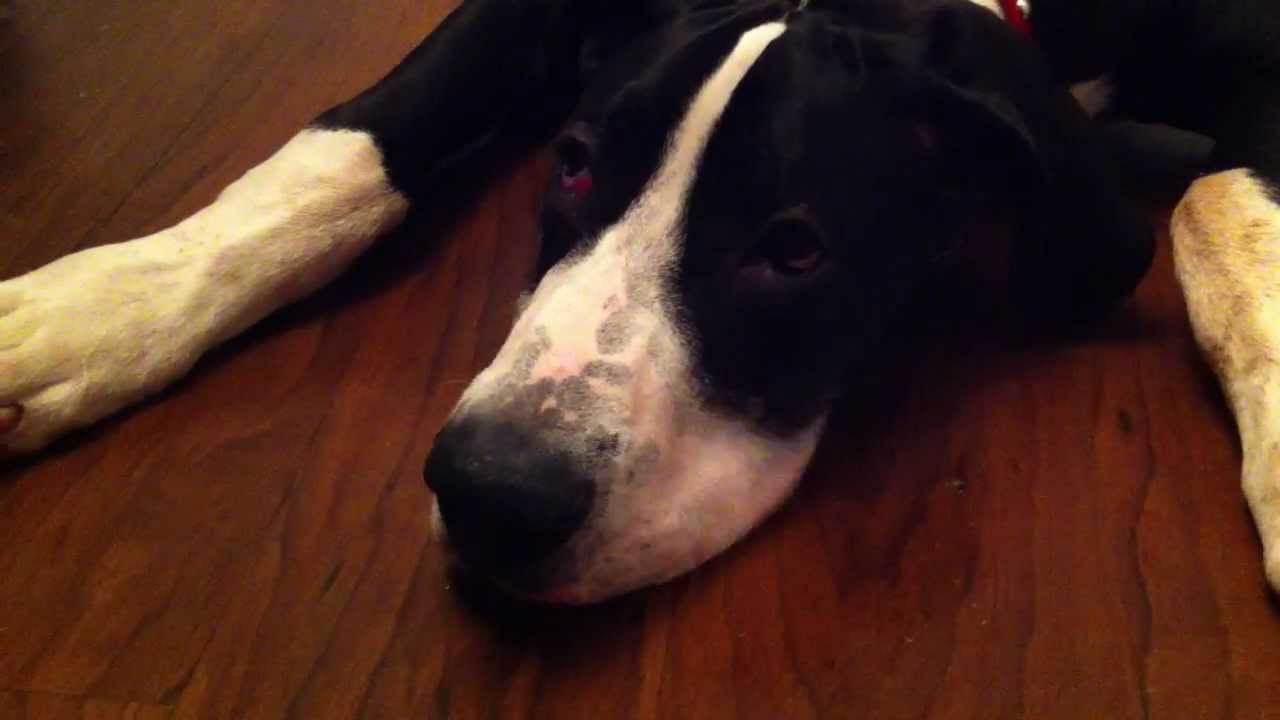 Funny Great Dane Puppy Flapping Lips - YouTube