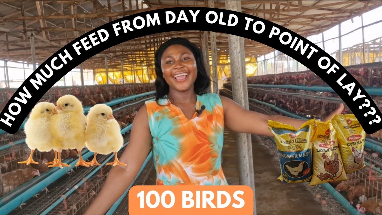 HOW TO CALCULATE FEED CONSUMPTION OF 100 LAYER CHICKENS FROM DAY 1 TILL ...