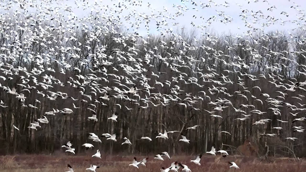 Snow Geese at Middle Creek, Pennsylvania. 3/4/2013 - YouTube