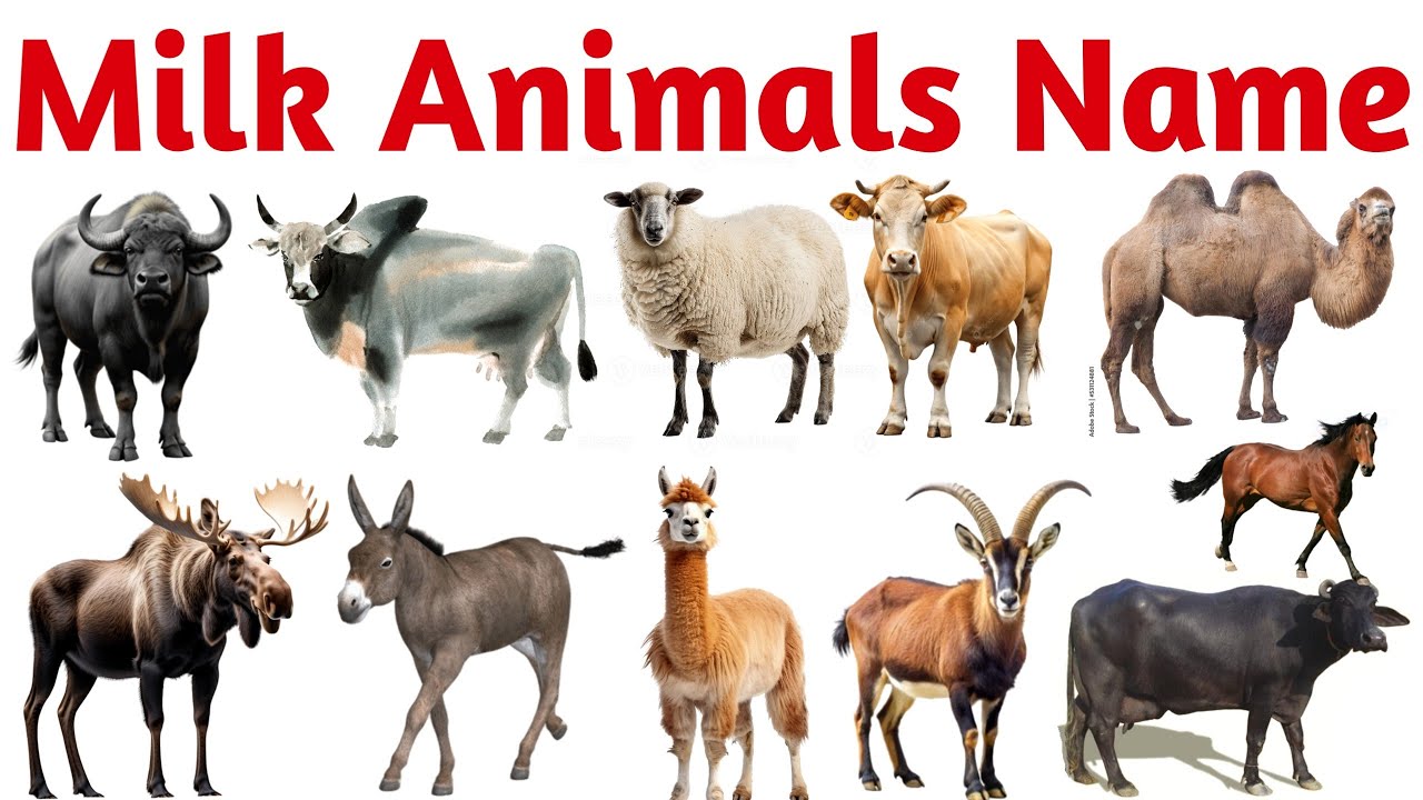 Milk Giving Animals Name | Learn Milk Producing Animals with Pictures ...