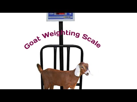 Weighing scale in goat farming | goat weight equipment | Goat weighting ...