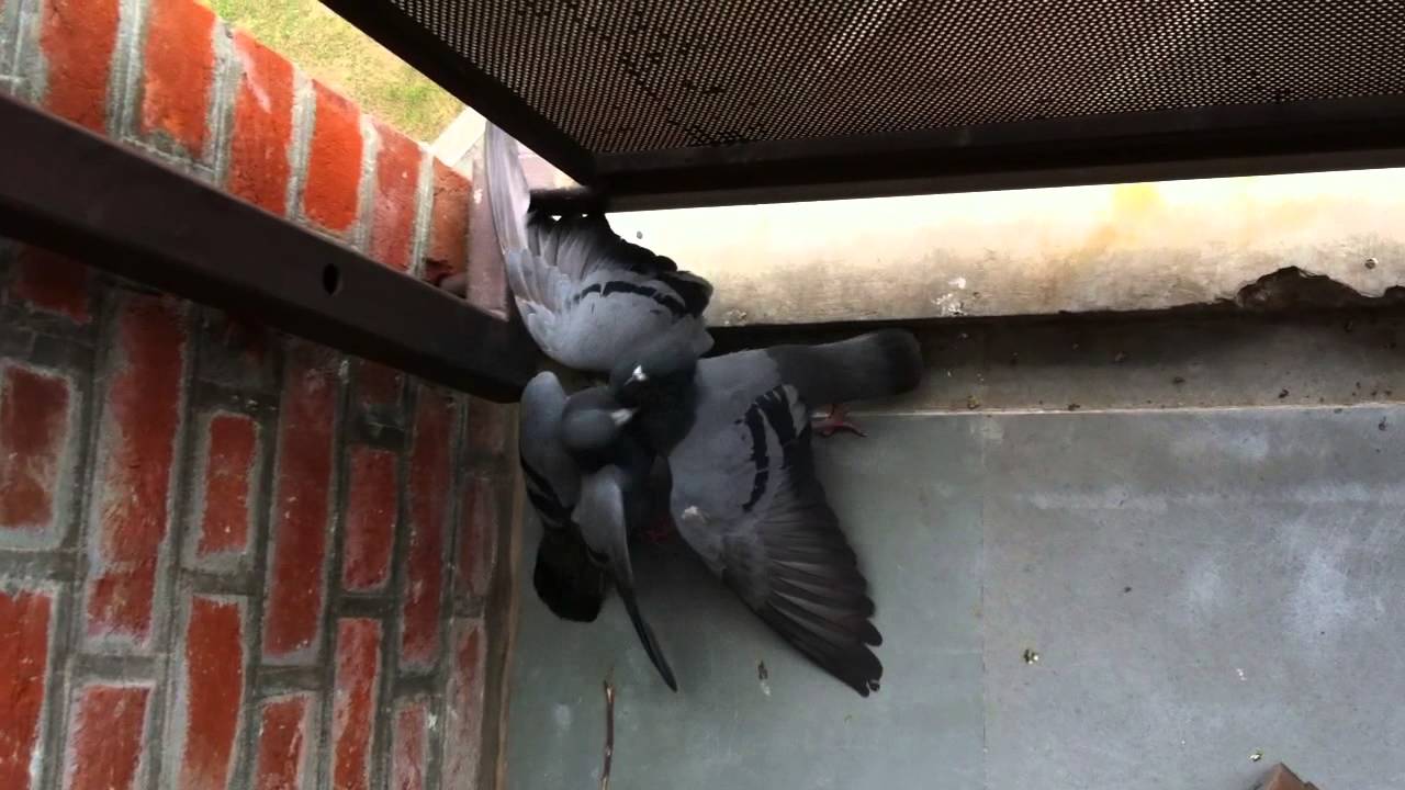 Birds Fight ! Pigeon fight at my room corridor. - YouTube