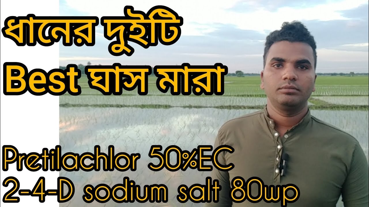 dhaner ghas mara। ধানের জমিতে ঘাস মারা বিষ। pretilachlor 50%ec। 2-4-D ...