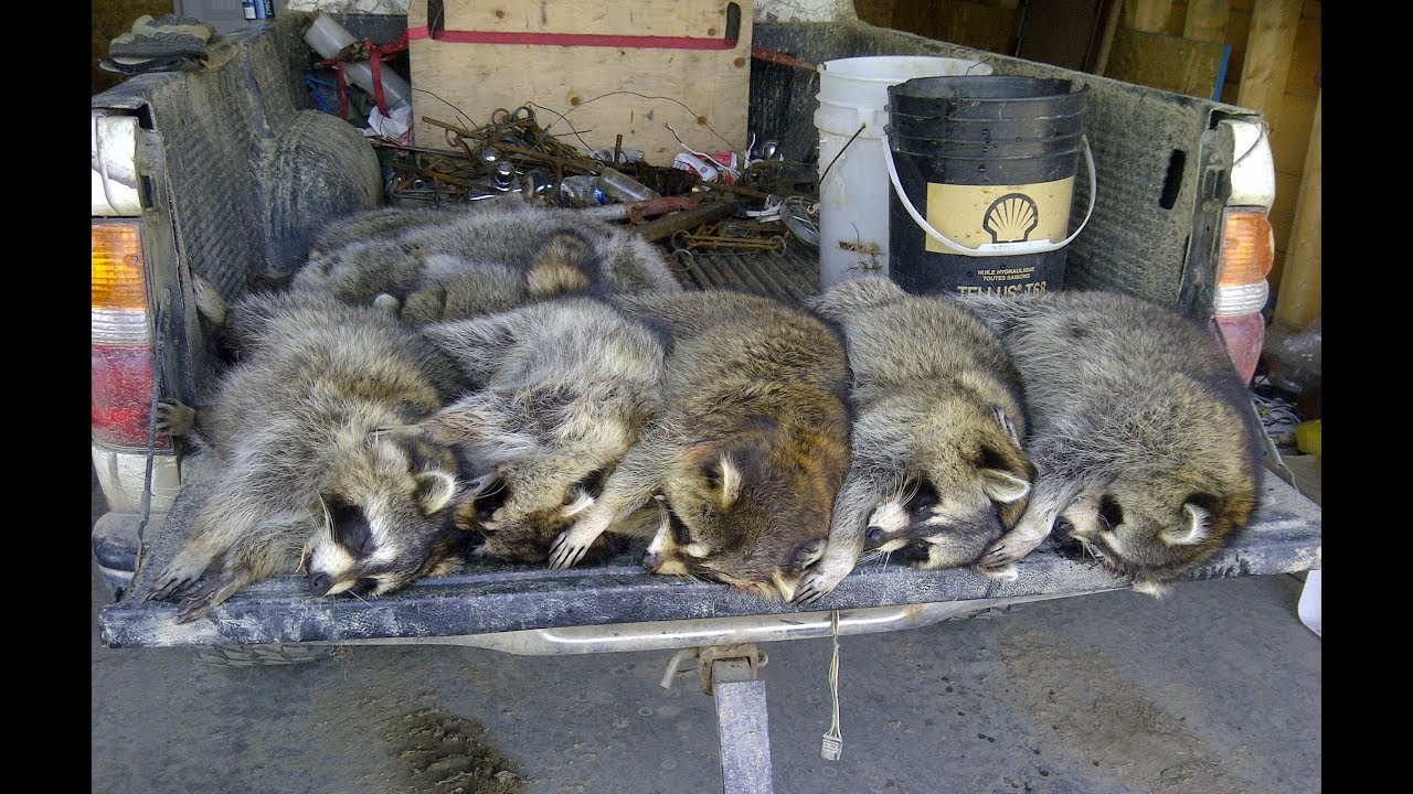 Best trap for Raccoon fisher and cat, Simple Pail Set takes a pile of ...