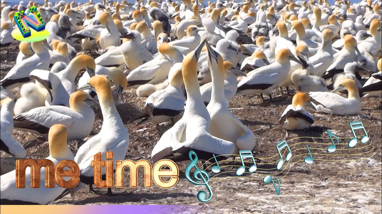 Embrace nature with Soothing music ♥ Enjoy your me time - YouTube