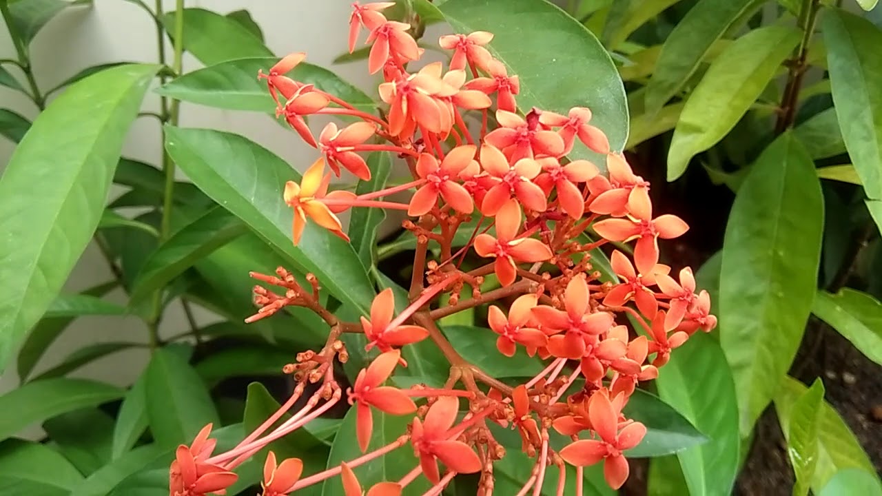 Tanaman hias bunga asoka (Saraca asoca) dikenal juga dengan nama bunga ...