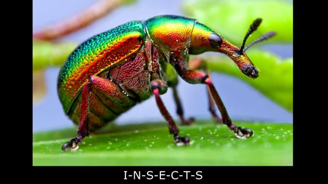 Insects are Awesome - YouTube