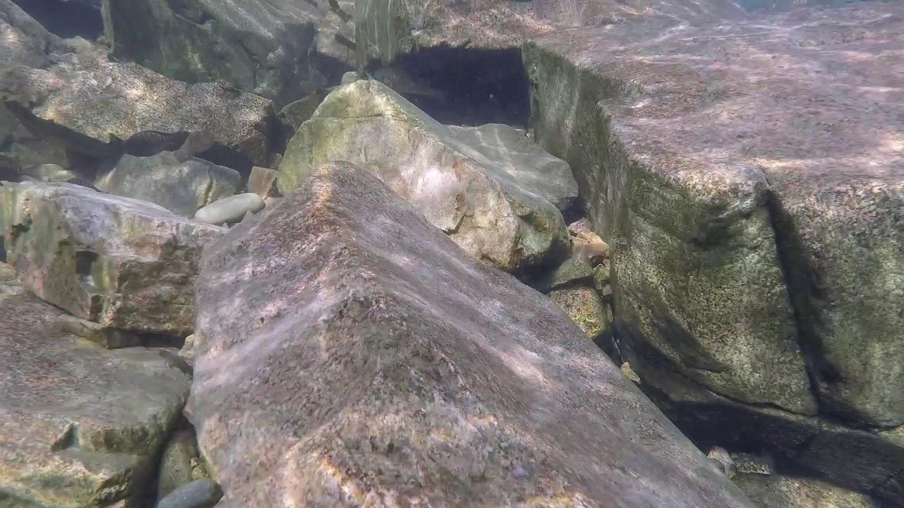 Swimming with Cichlids - Tropheus sp.red chimba - YouTube