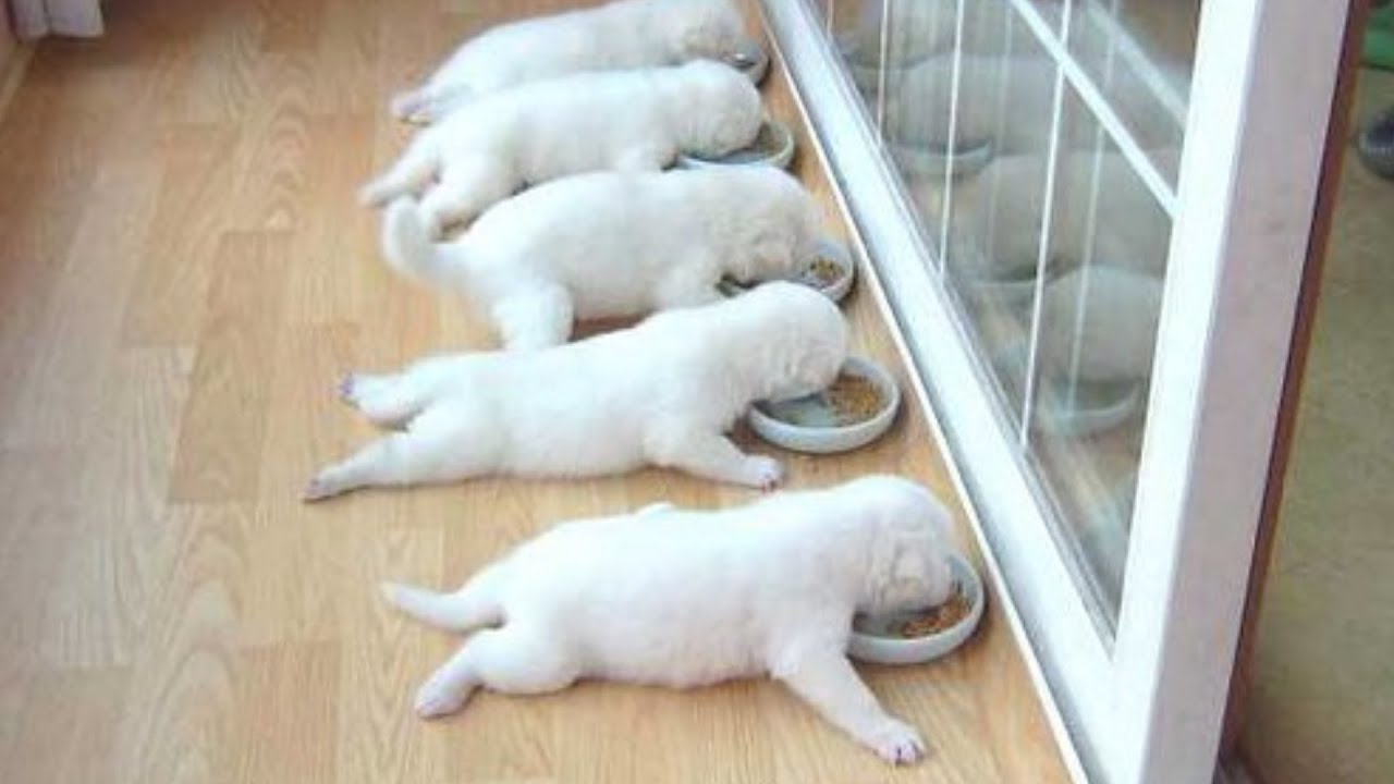 Best Funniest Dogs And Cats Videos😂Best Funny Animal Videos 2022 😂 ...