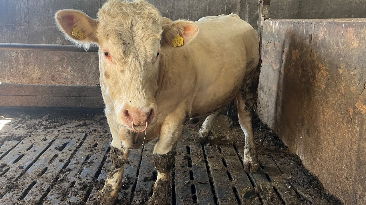 Cattle at Donegal mart - YouTube