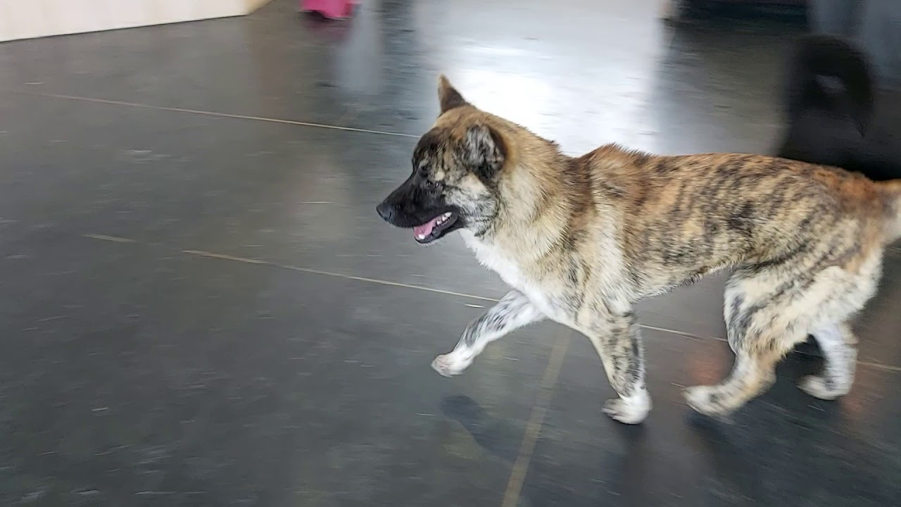 Hoya meeting a small dog - YouTube