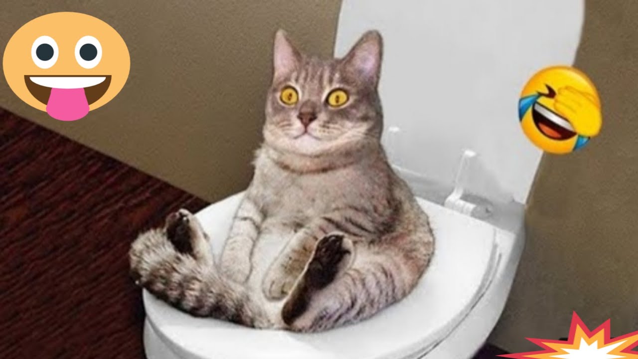 🔥🐱baby cats - cute and funny baby cats videos compilation | Funniest ...