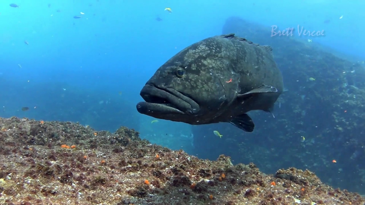 Black rockcod of NSW, Australia - YouTube