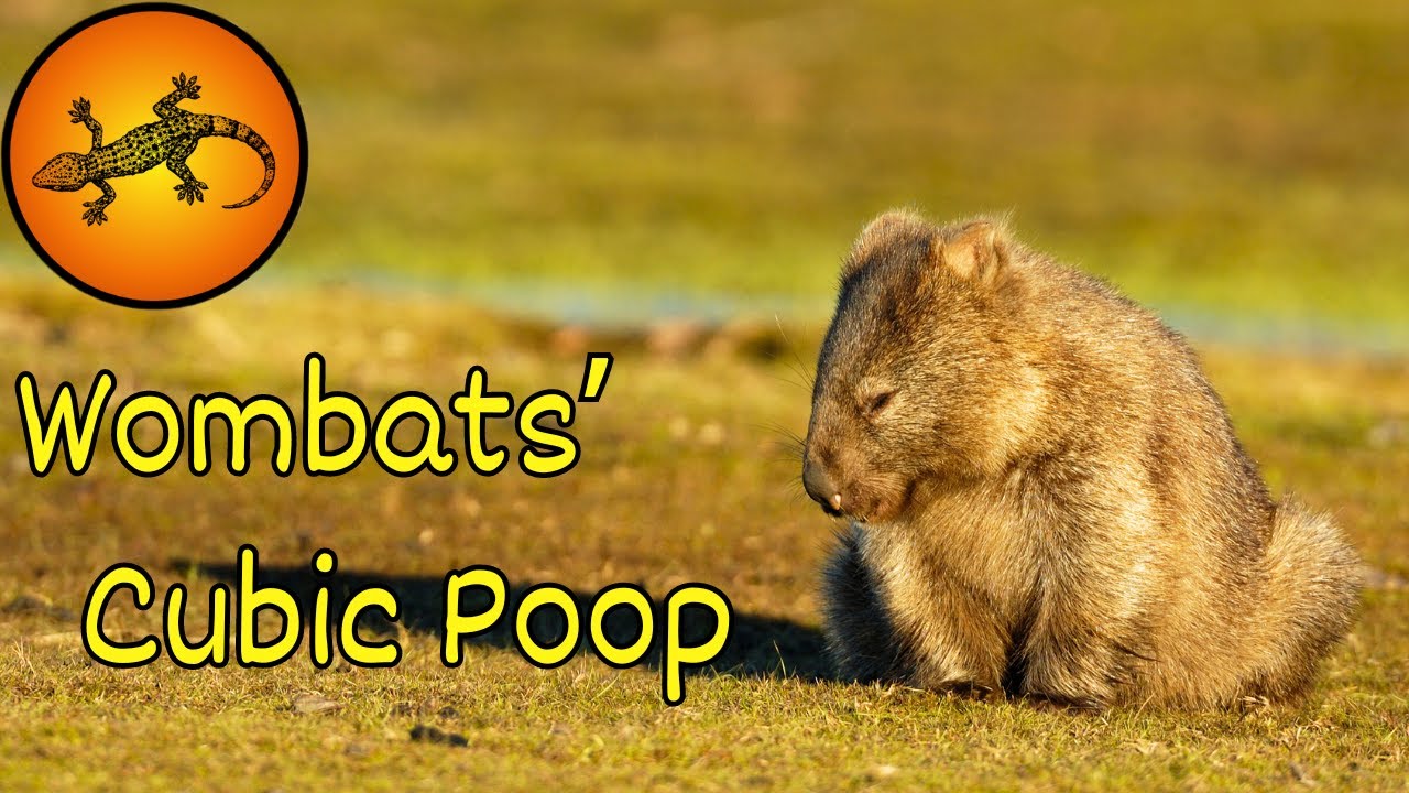 Why Do Wombats Poop Cubes? - YouTube