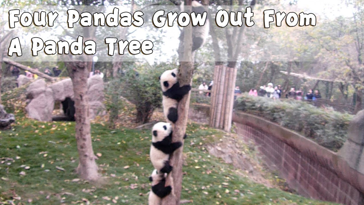 Four Pandas Grow Out From A Panda Tree | iPanda - YouTube