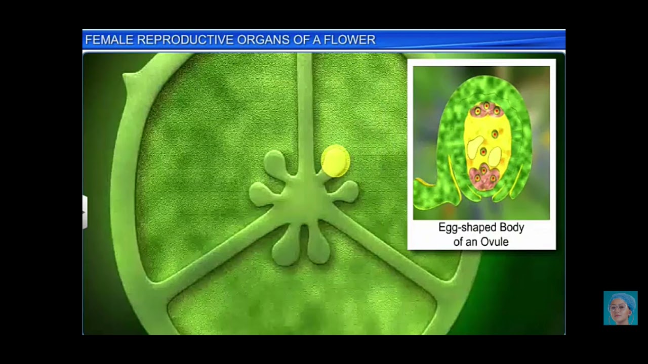 ovule, funicle, Hilum - YouTube