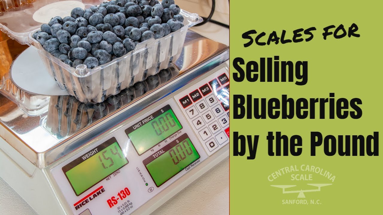 Transforming A Blueberry Farm: The Clever Weight Scale Addition That ...