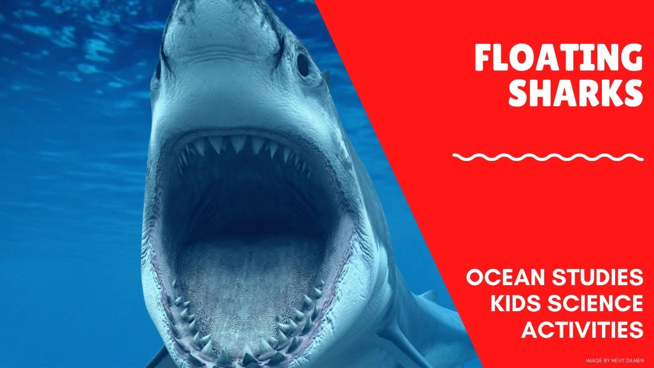Why do sharks float??? - Ocean Science Experiments - YouTube