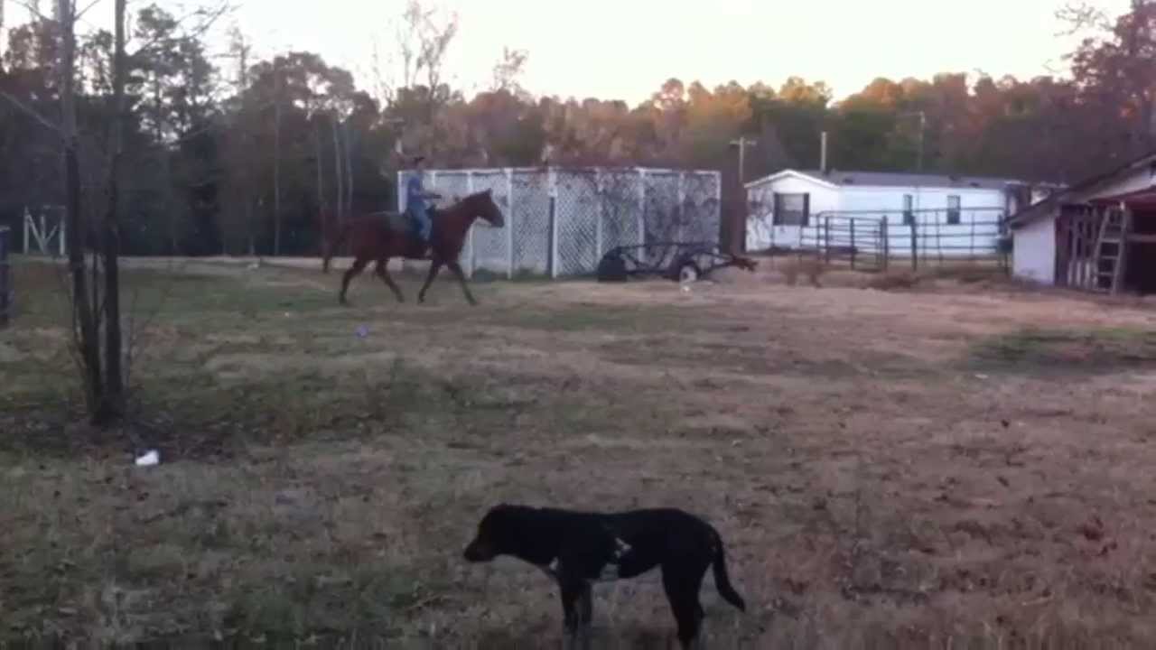 Bad Company Rodeo Gelding - YouTube