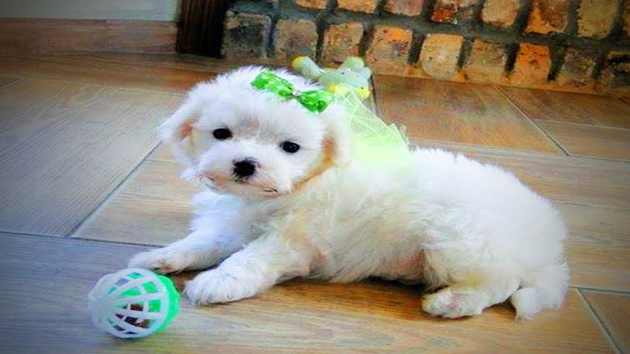 Fuzzy Pets 😍 Cute Fuzzy Pets Playing (Part 1) [Funny Pets] - YouTube