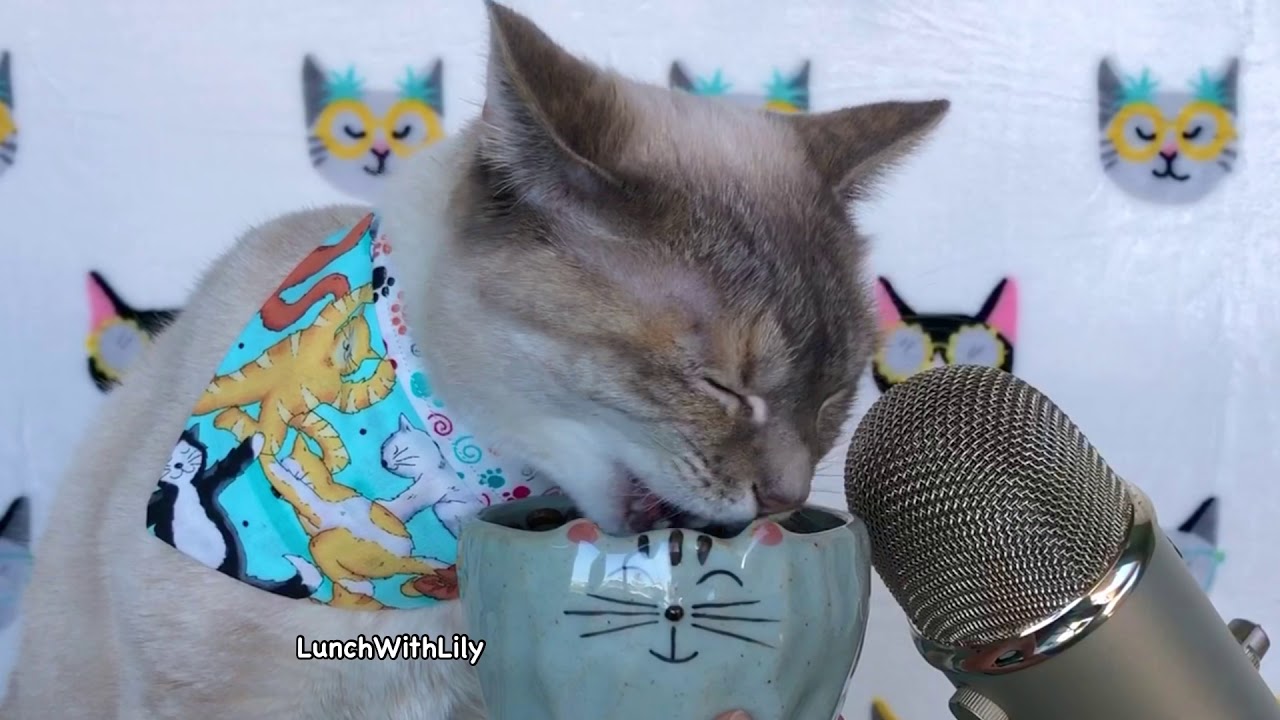 ASMR - CAT FOOD CRUNCH - YouTube
